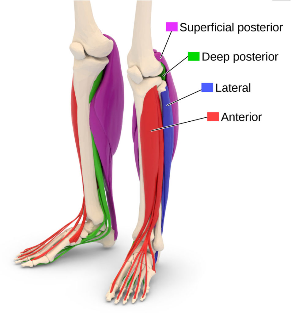 Compartment Syndrome Appreciating Atypical Lower Leg Pain In Athletes Compartment Syndrome Appreciating Atypical Lower Leg Pain In Athletes