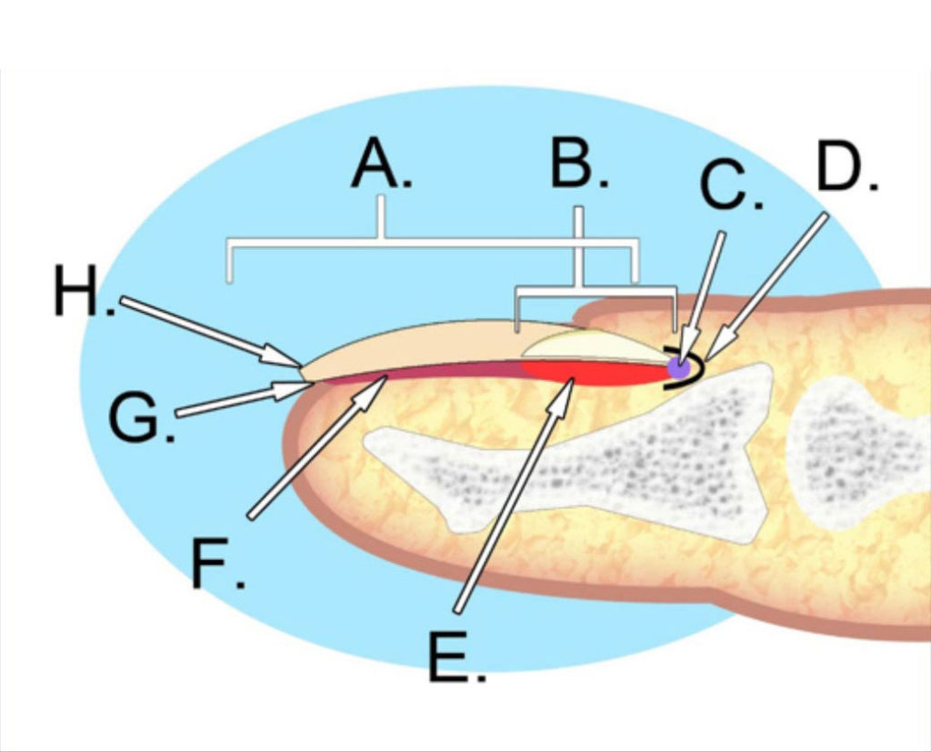 Patient Guidance Common Skin And Nail Conditions Of The Lower Patient Guidance Common Skin And Nail Conditions Of The Lower